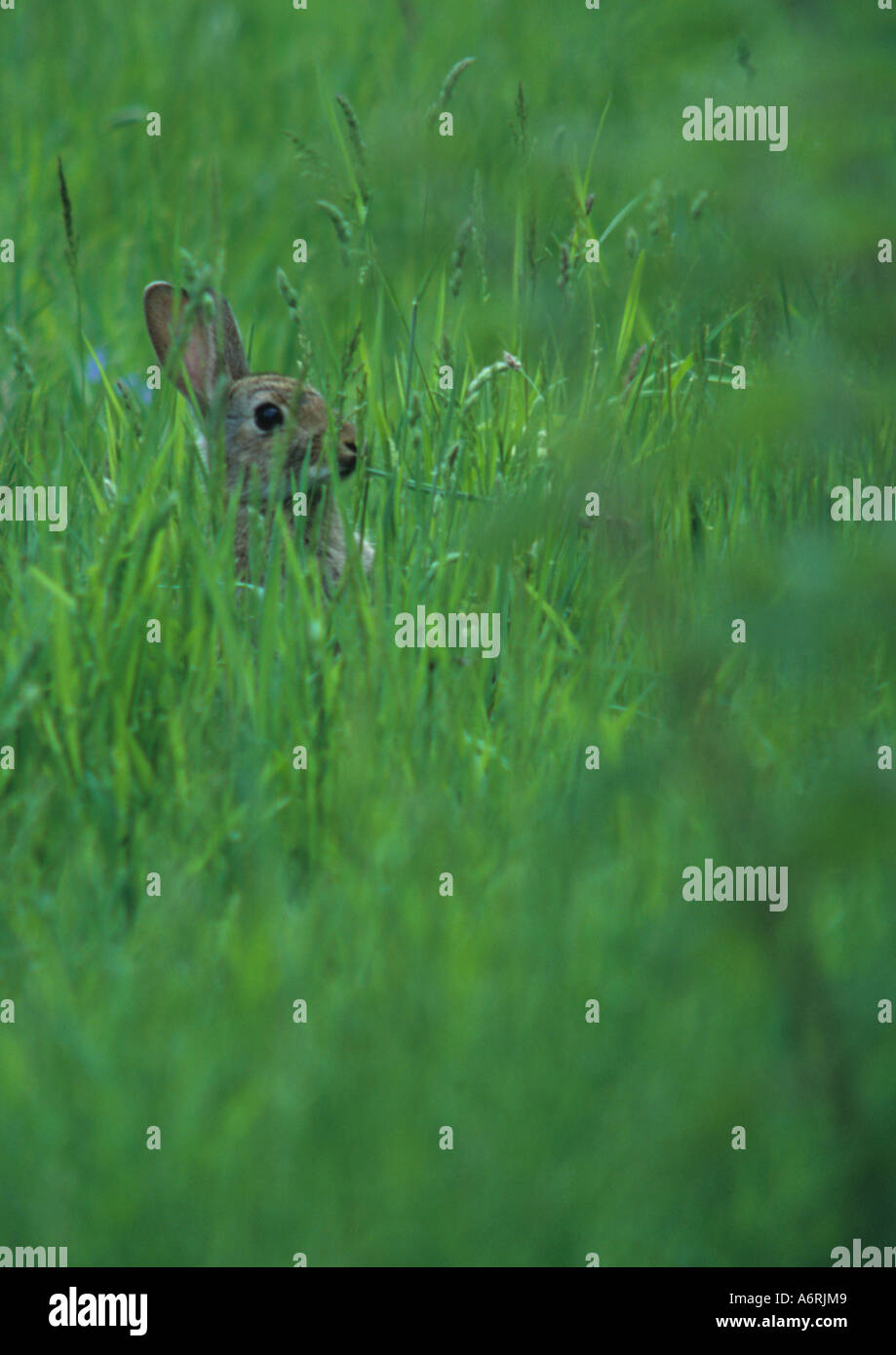 Wild Rabbit (Oryctolagus cuniculus) in the Uk Stock Photo - Alamy