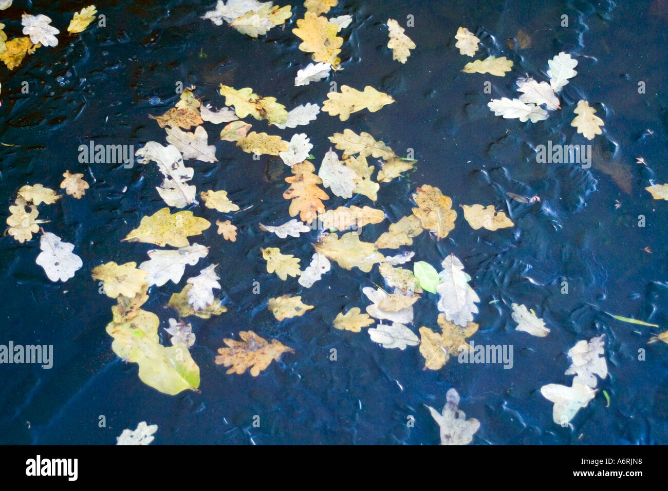 Tree Leaves on a Frozen Pond Stock Photo - Alamy