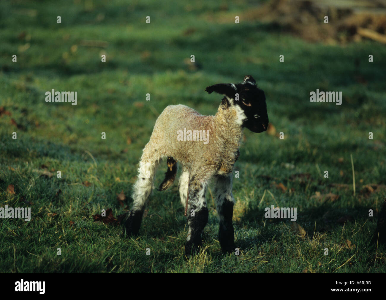 Lamb (Ovis aries) in the Uk Stock Photo - Alamy