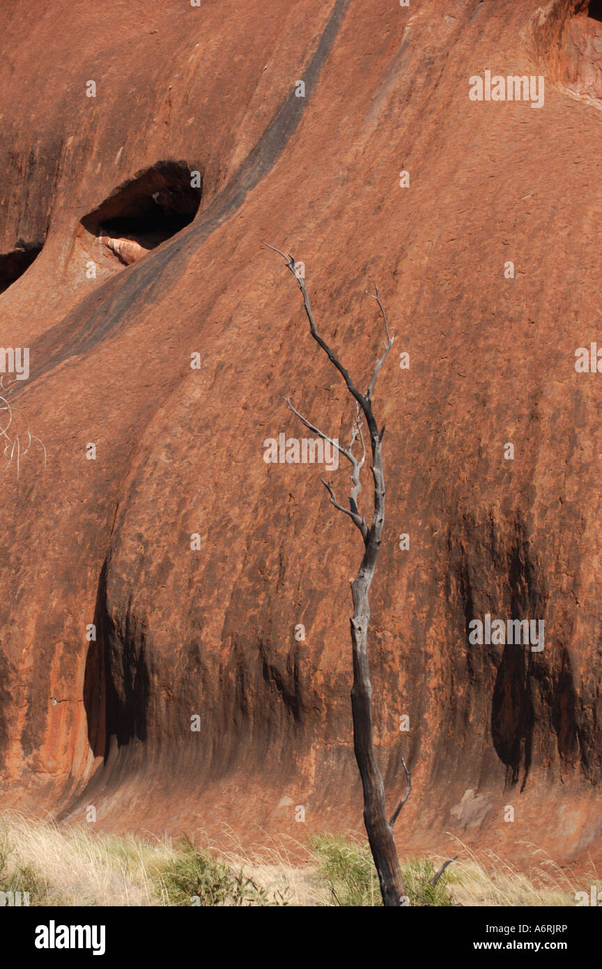 Dead tree at Uluru Stock Photo - Alamy