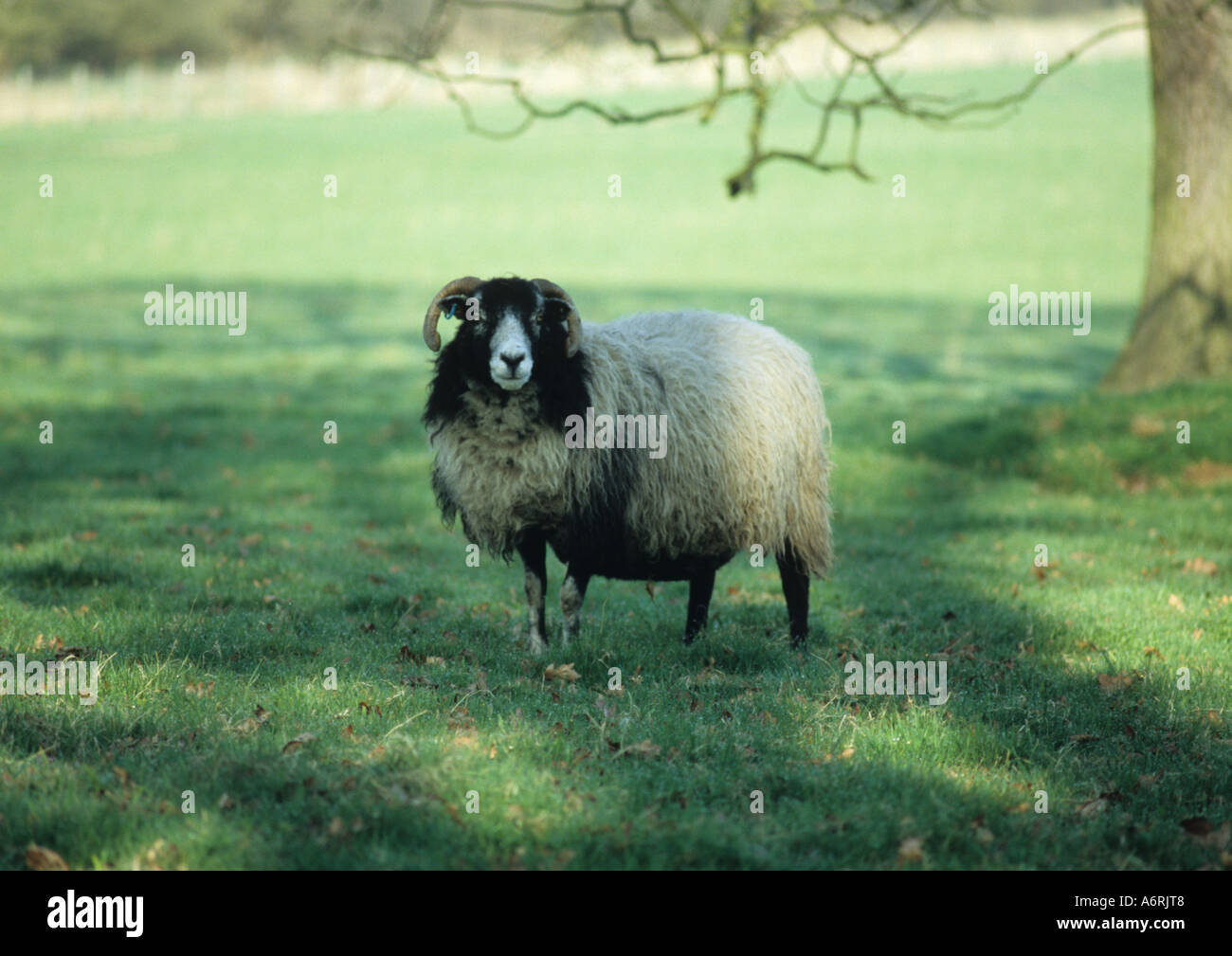 Sheep (Ovis aries) in the Uk Stock Photo - Alamy