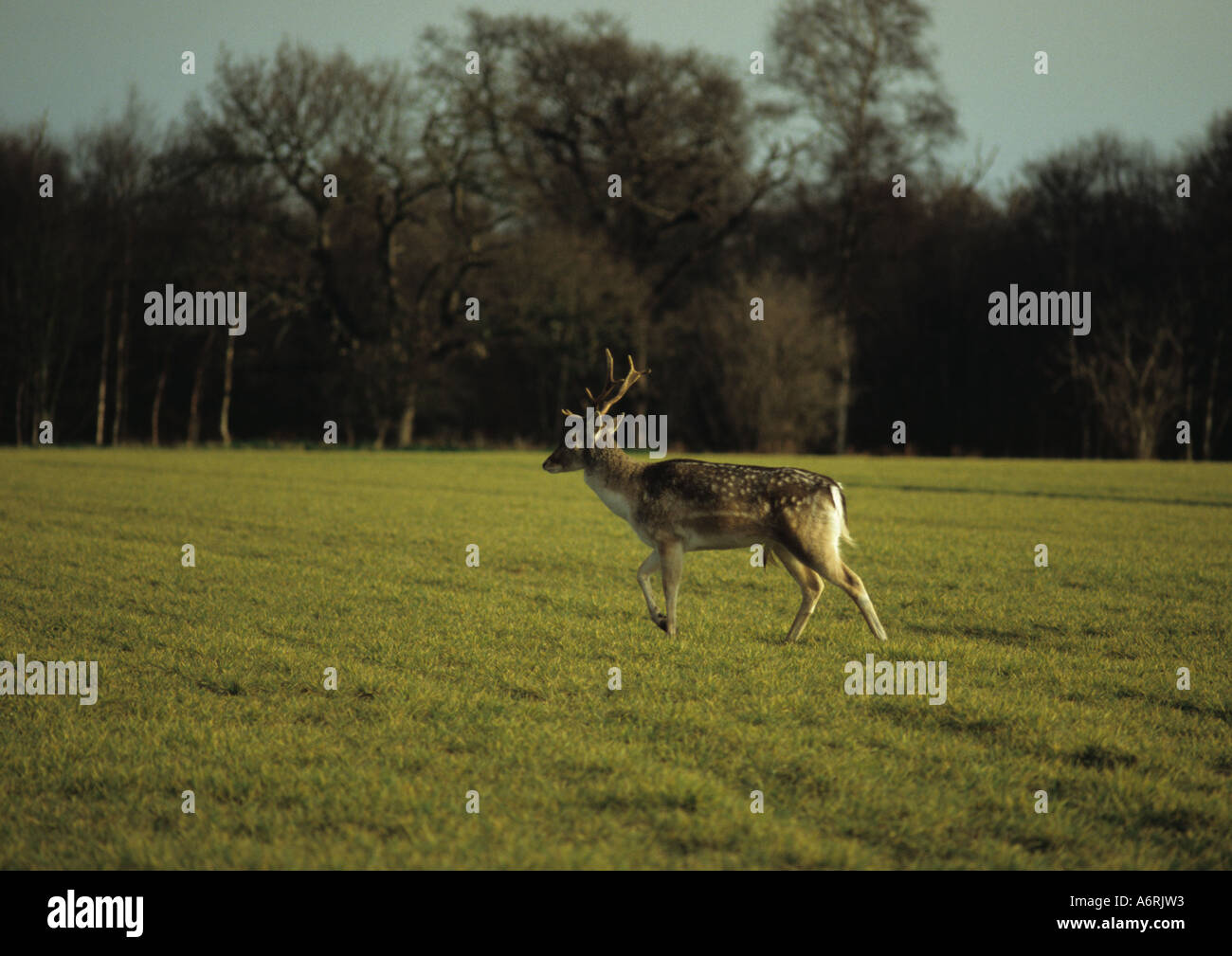 Wild Fallow Deer (Dama dama) in the Uk Stock Photo - Alamy