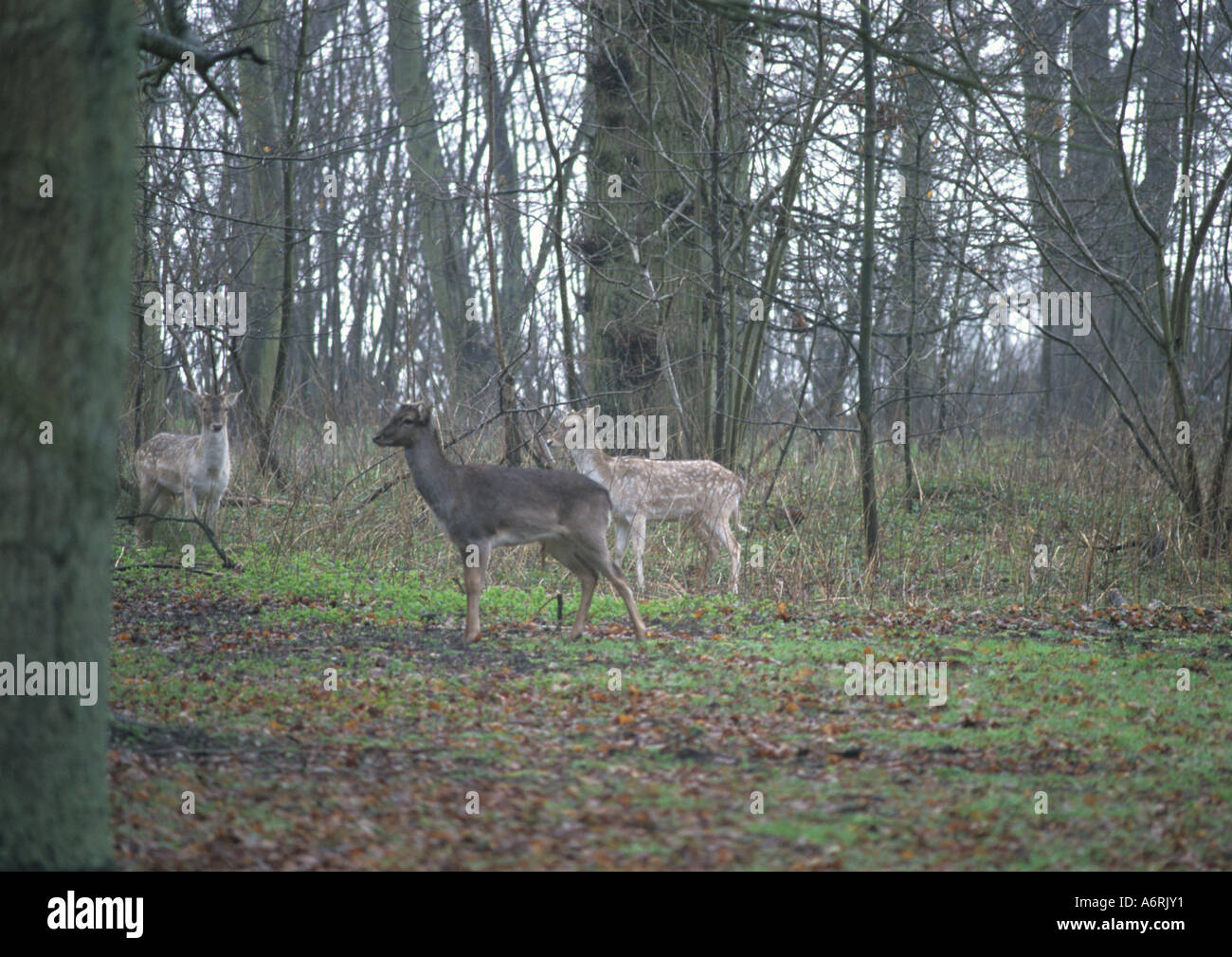 Wild Fallow Deer (Dama dama) in the Uk Stock Photo - Alamy