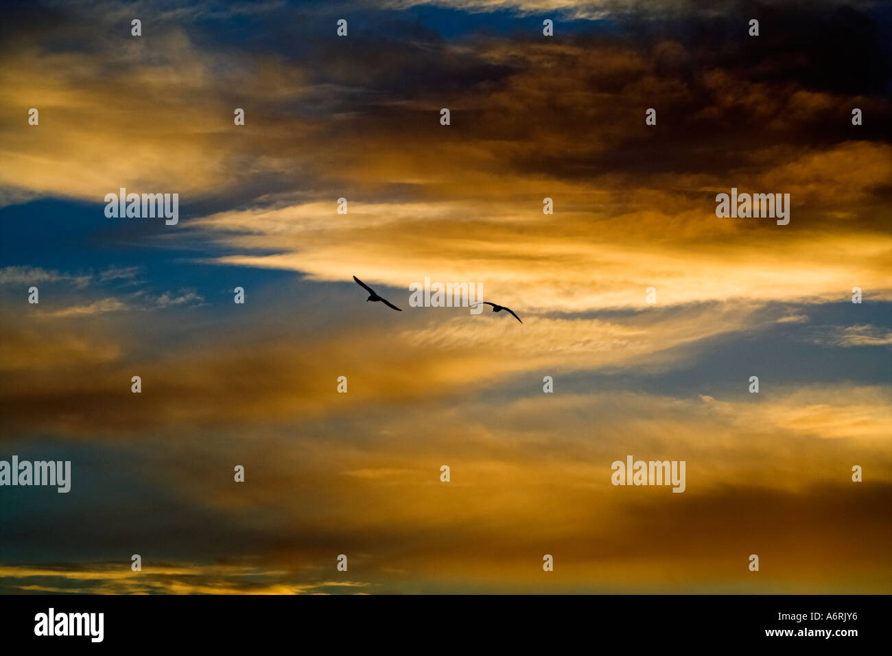 Sea Birds Freedom, Friendship Stock Photo - Alamy