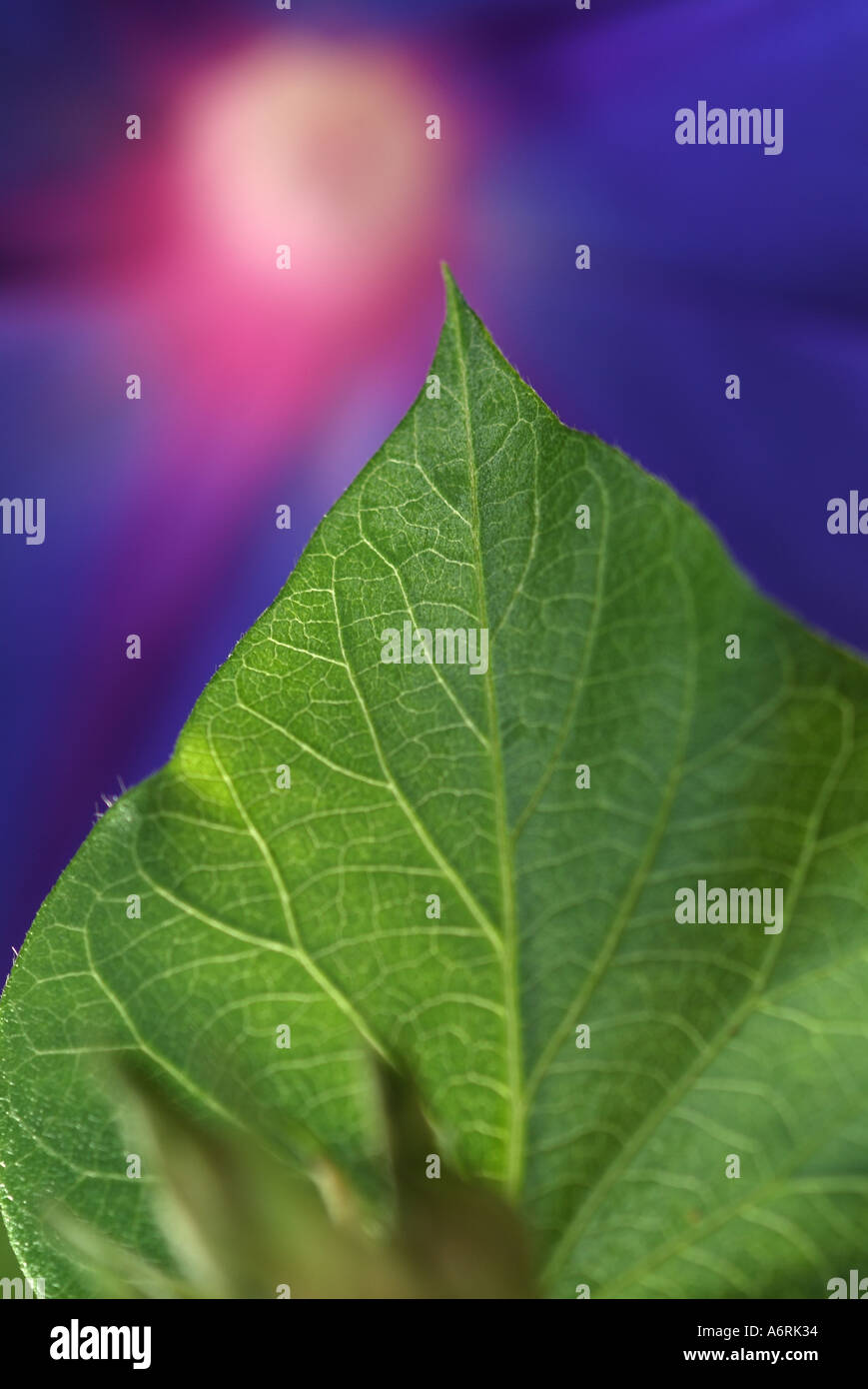 Torus shaped hi-res stock photography and images - Alamy