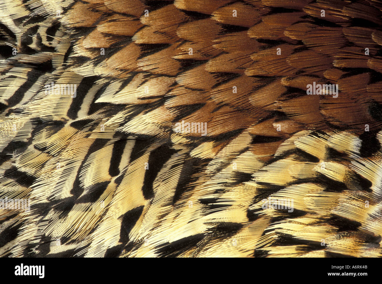 Ring-necked pheasant feather design Stock Photo - Alamy