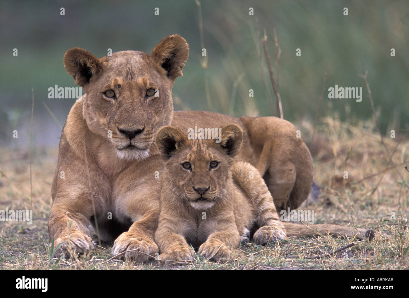 Africa, Botswana, Okavango Delta. Lions Stock Photo - Alamy