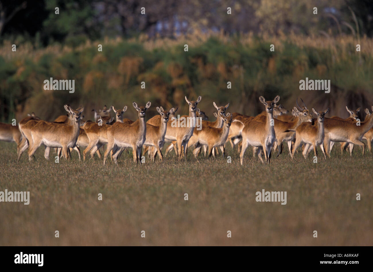 Ngamiland hi-res stock photography and images - Alamy