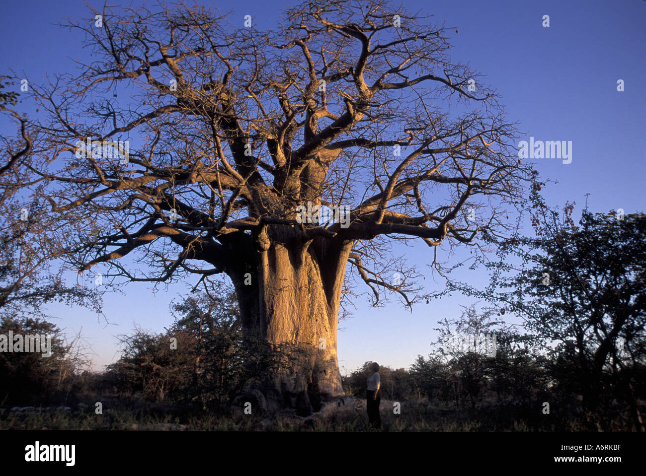 Africa, Botswana, near Gweta Baobab tree (Adansonia digitata) in ...