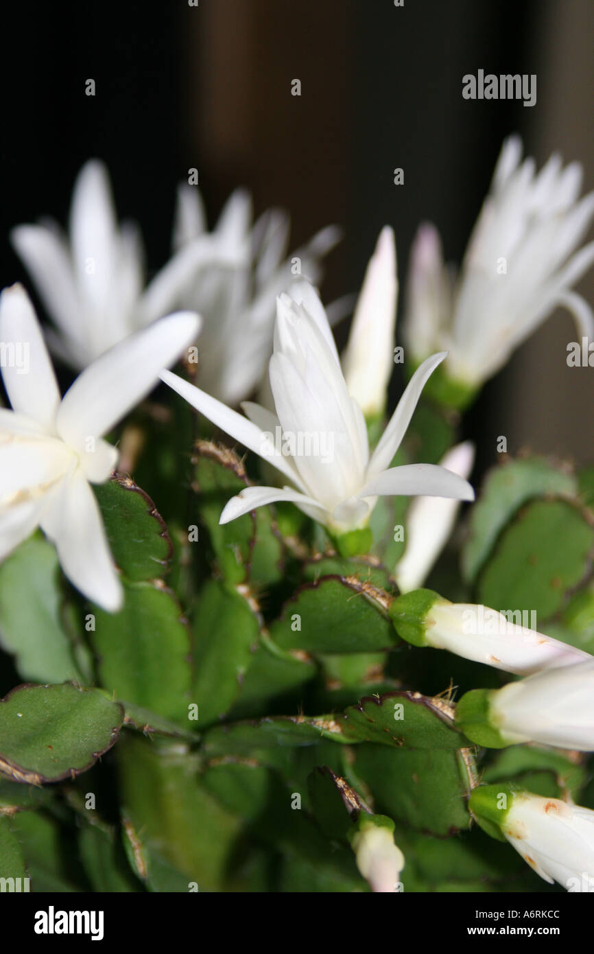 Catcus up close hi-res stock photography and images - Alamy