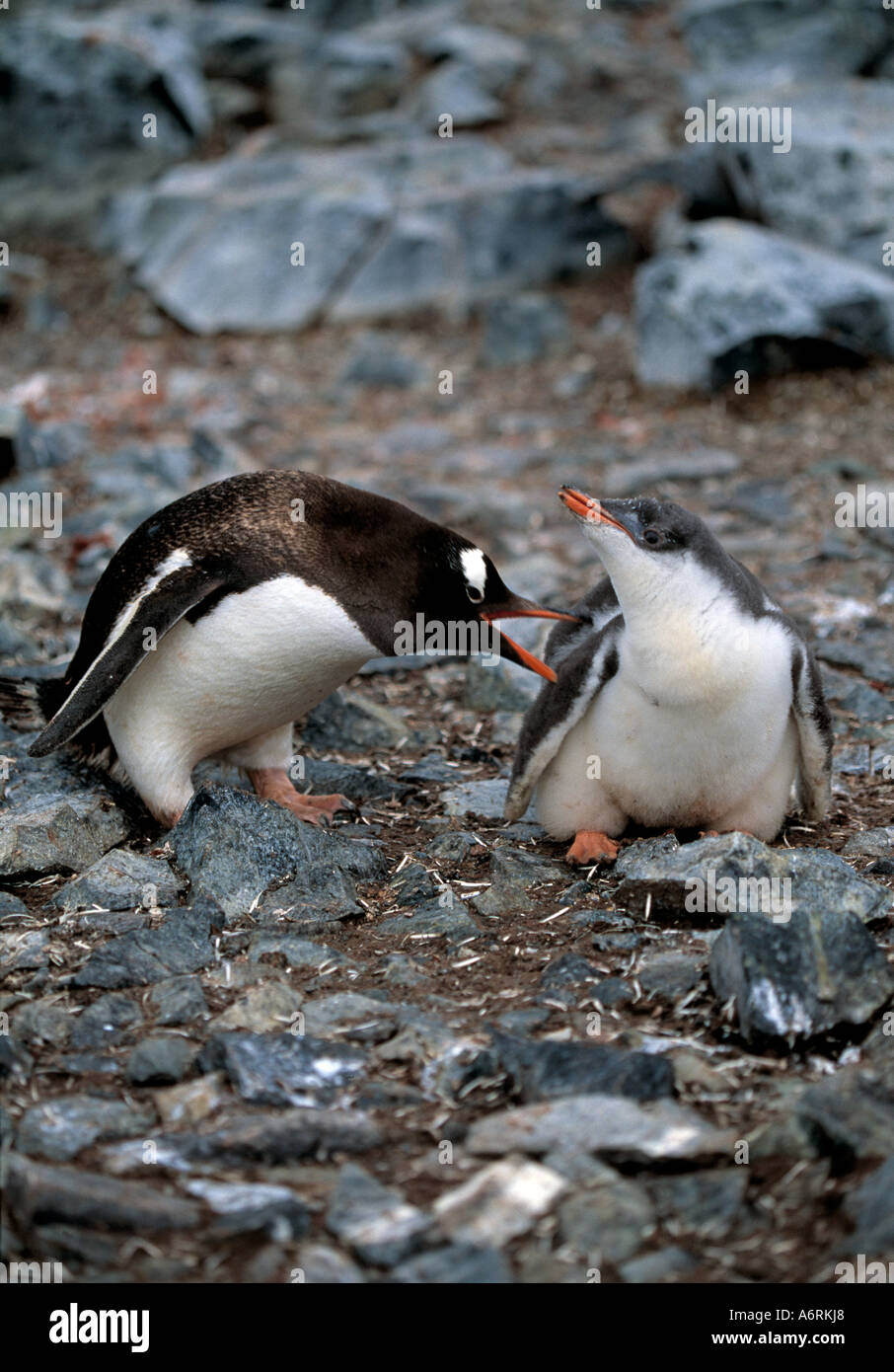 mature adelaide penguin scolding a young chick penguin on coast of ...