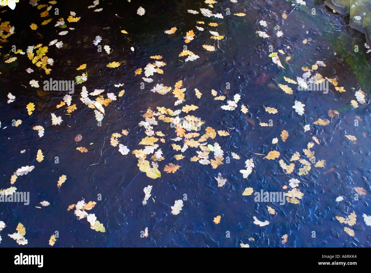 Tree Leaves on a Frozen Pond Stock Photo - Alamy