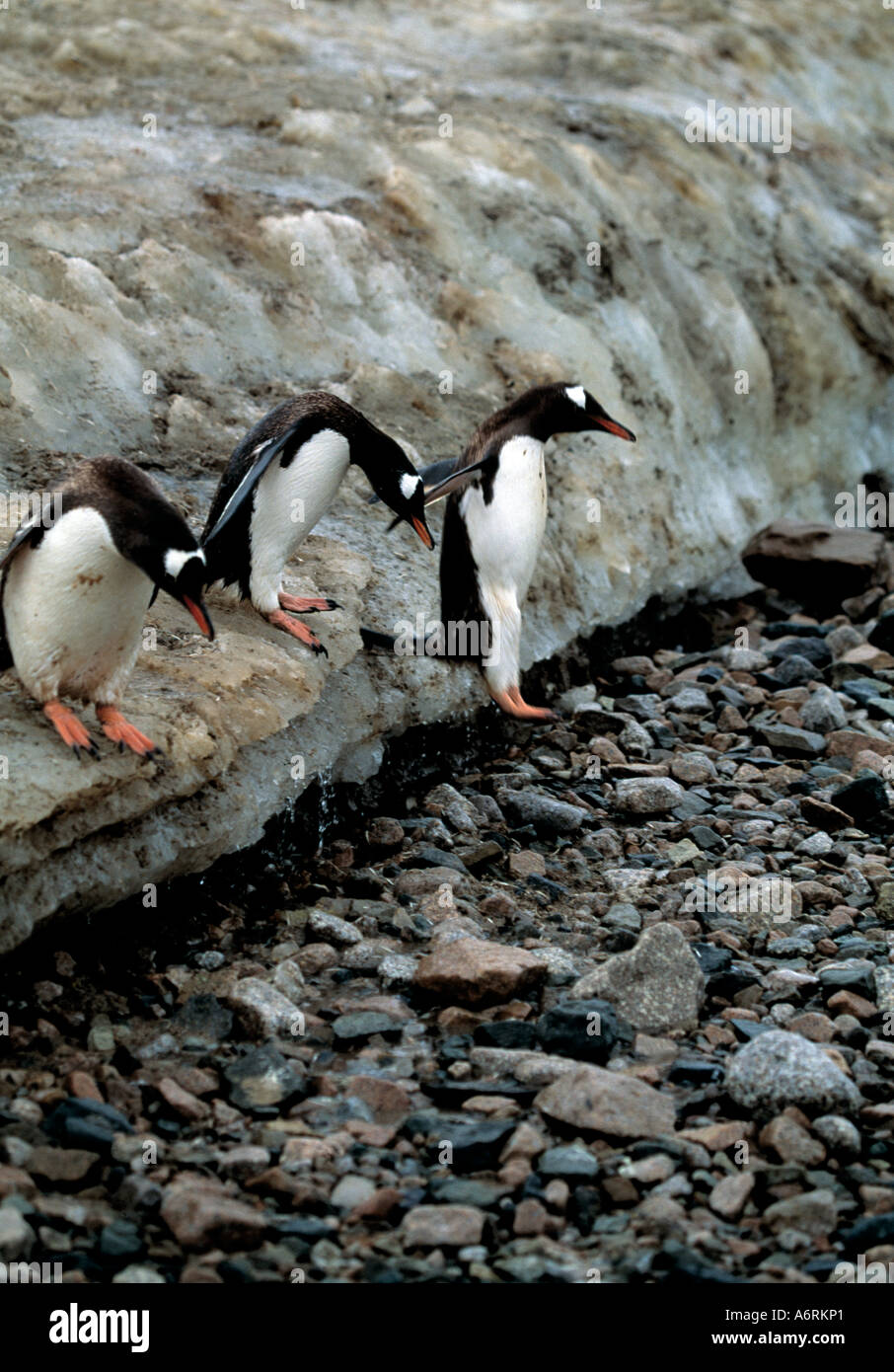 Ice cap melting antarctica penguins hi-res stock photography and images ...