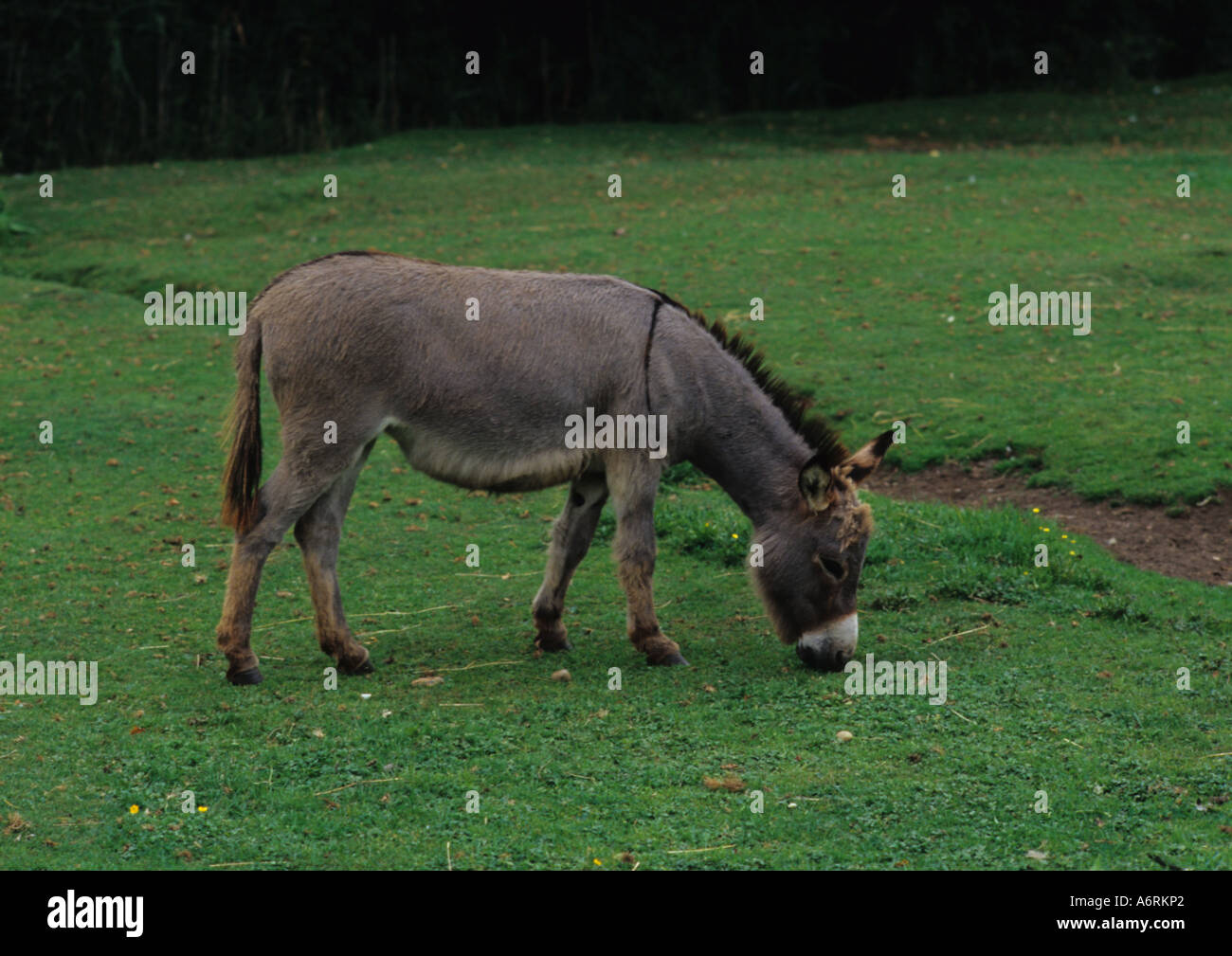 Donkey (Equus asinus) in the Uk Stock Photo - Alamy