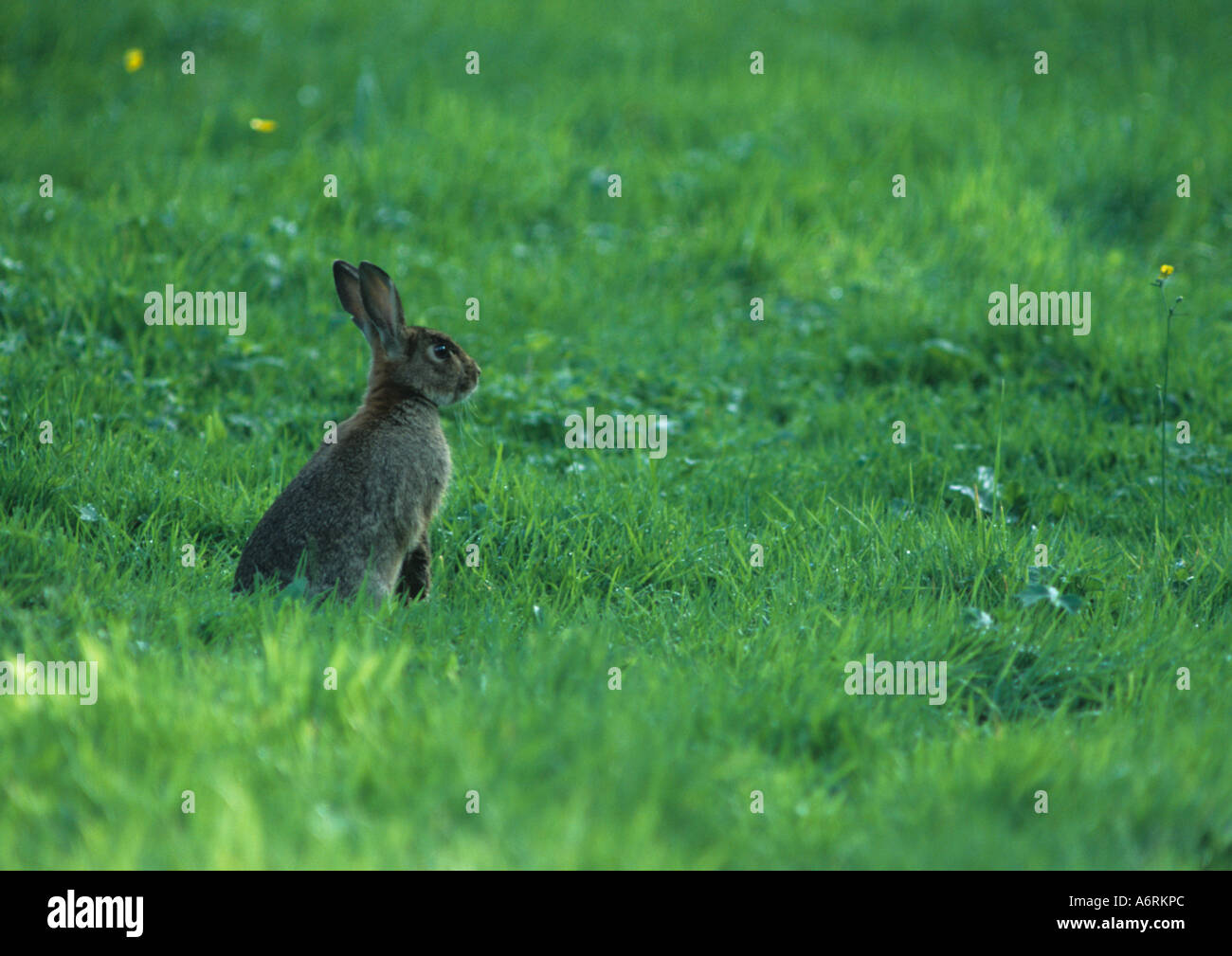 Wild Rabbit (Oryctolagus cuniculus) in the Uk Stock Photo - Alamy