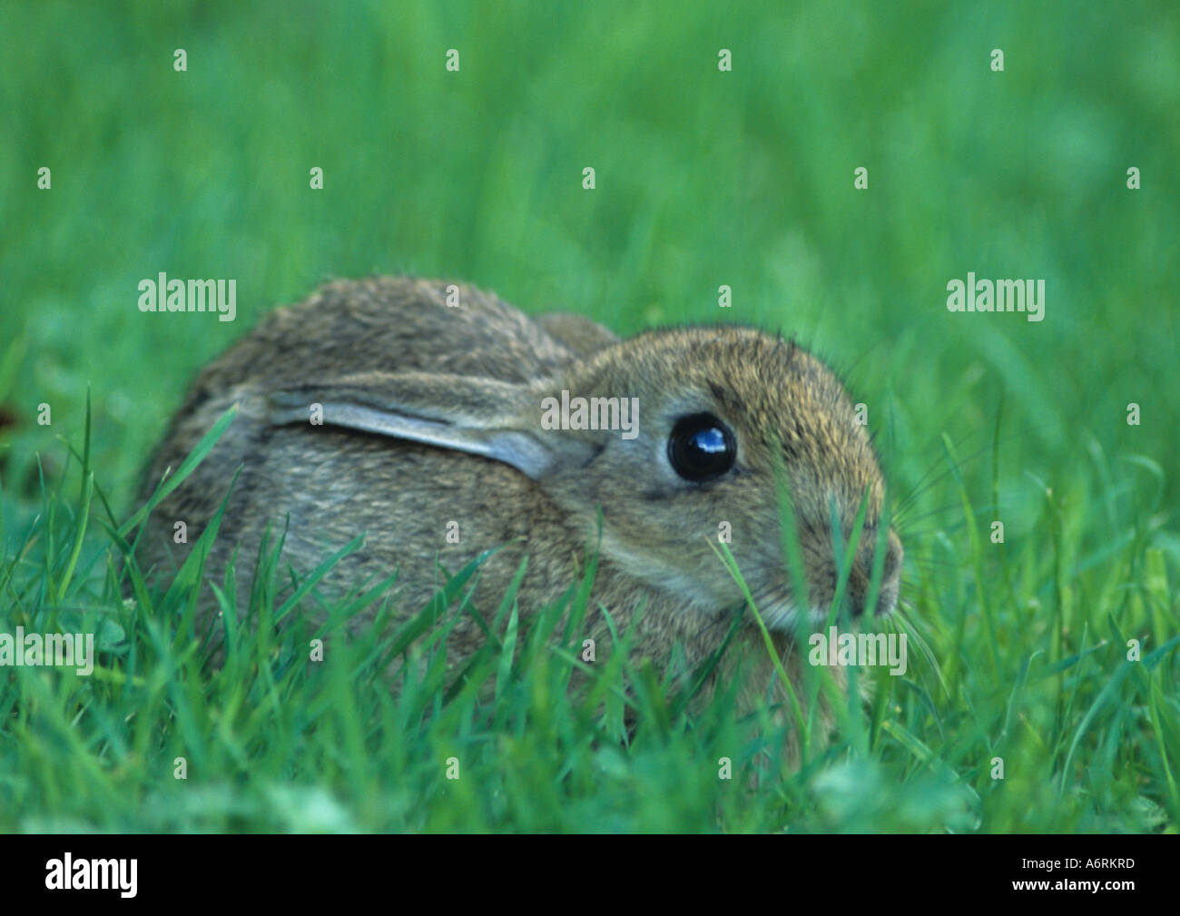 Wild Rabbit (Oryctolagus cuniculus) in the Uk Stock Photo - Alamy