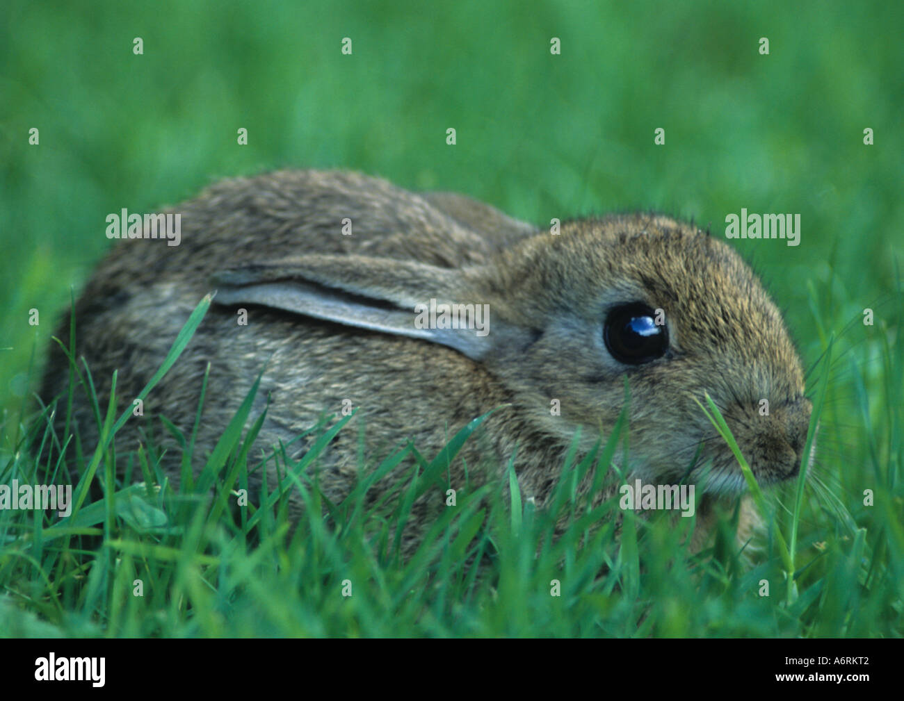 Wild Rabbit (Oryctolagus cuniculus) in the Uk Stock Photo - Alamy
