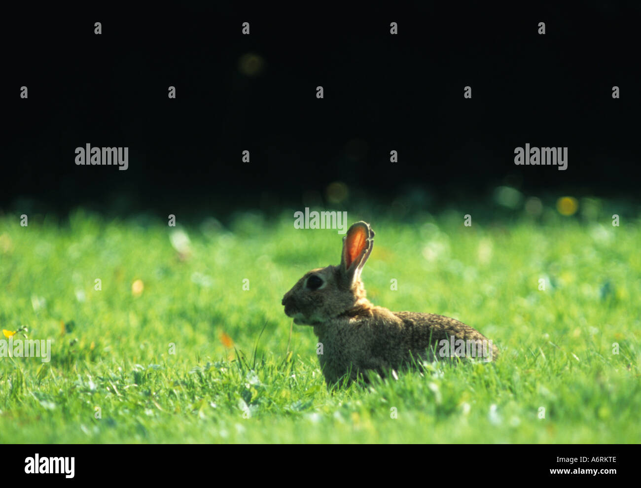 Wild Rabbit (Oryctolagus cuniculus) in the Uk Stock Photo - Alamy