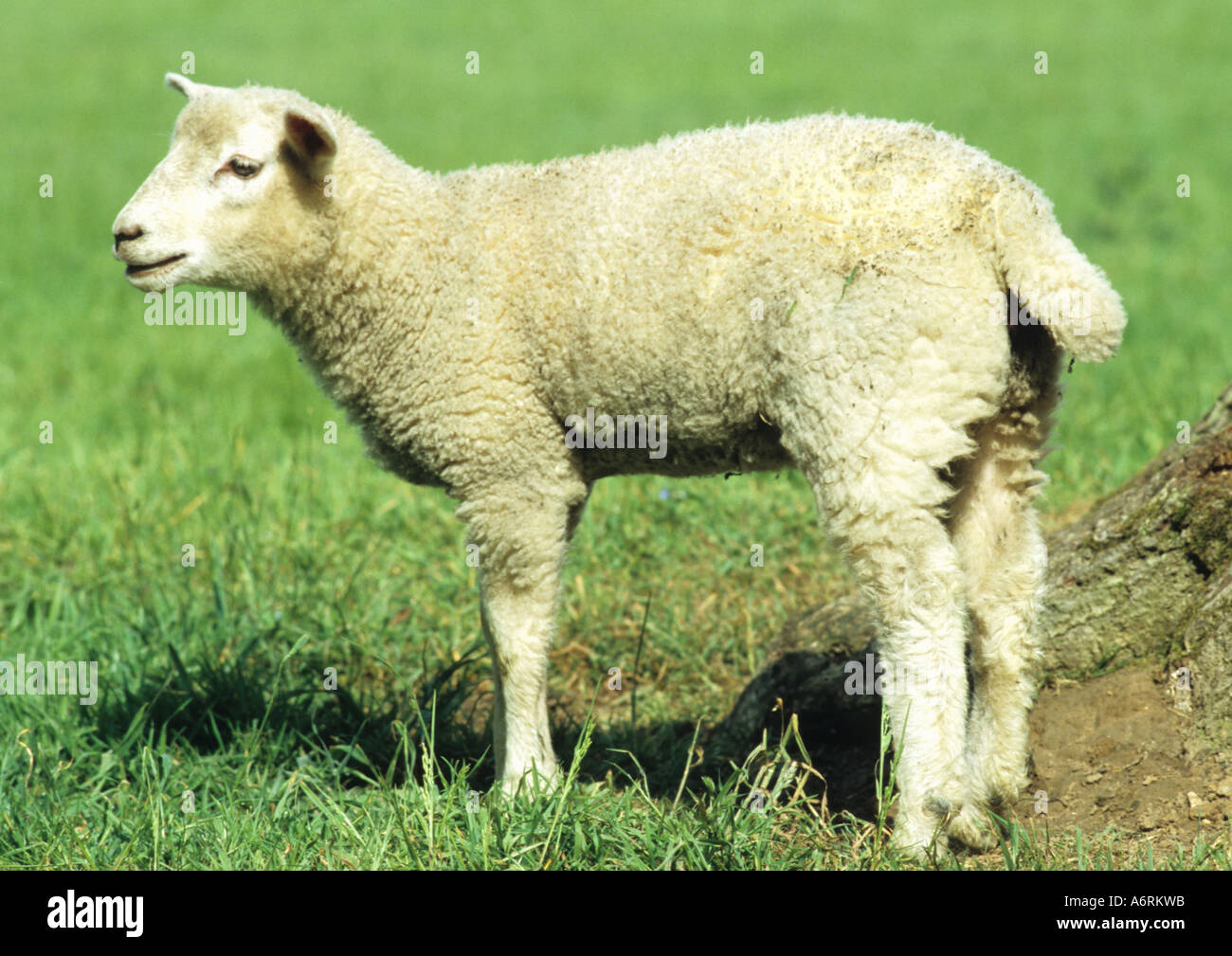 Lamb (Ovis aries) in the Uk Stock Photo - Alamy