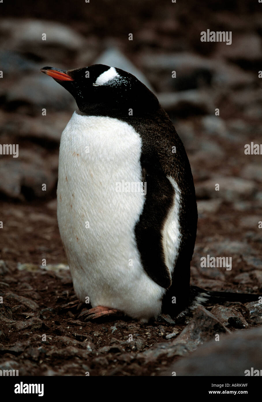 forlorn looking adelaide penguin standing on an exposed polar beach ...