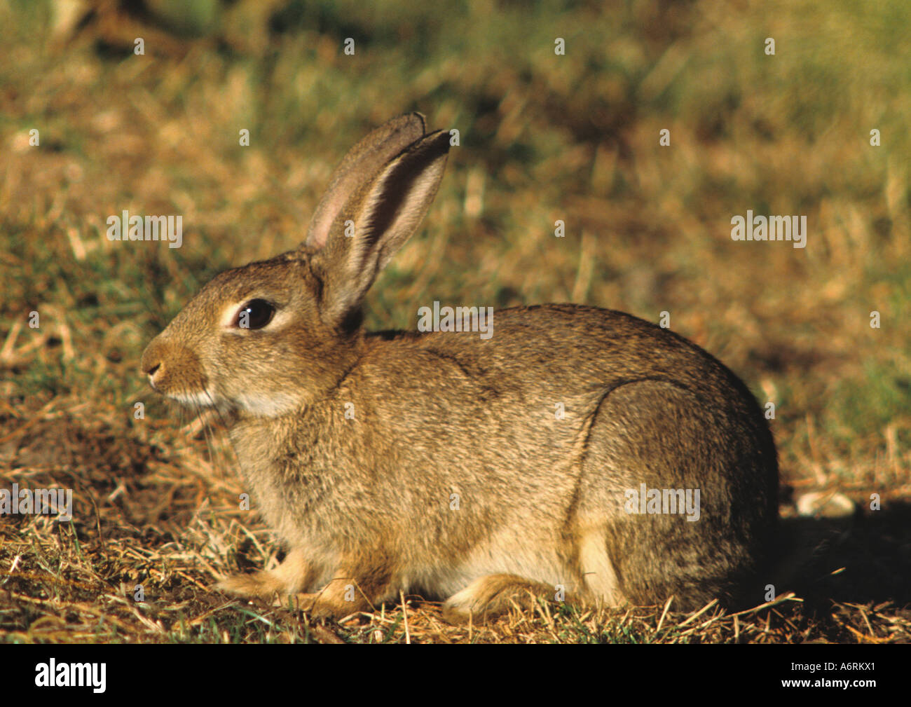 Wild Rabbit (Oryctolagus cuniculus) in the Uk Stock Photo - Alamy
