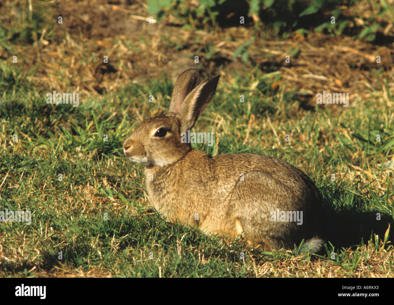 Wild rabbits uk hi-res stock photography and images - Alamy