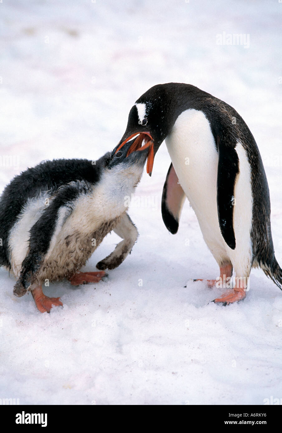 Harshest Stock Photos & Harshest Stock Images - Alamy