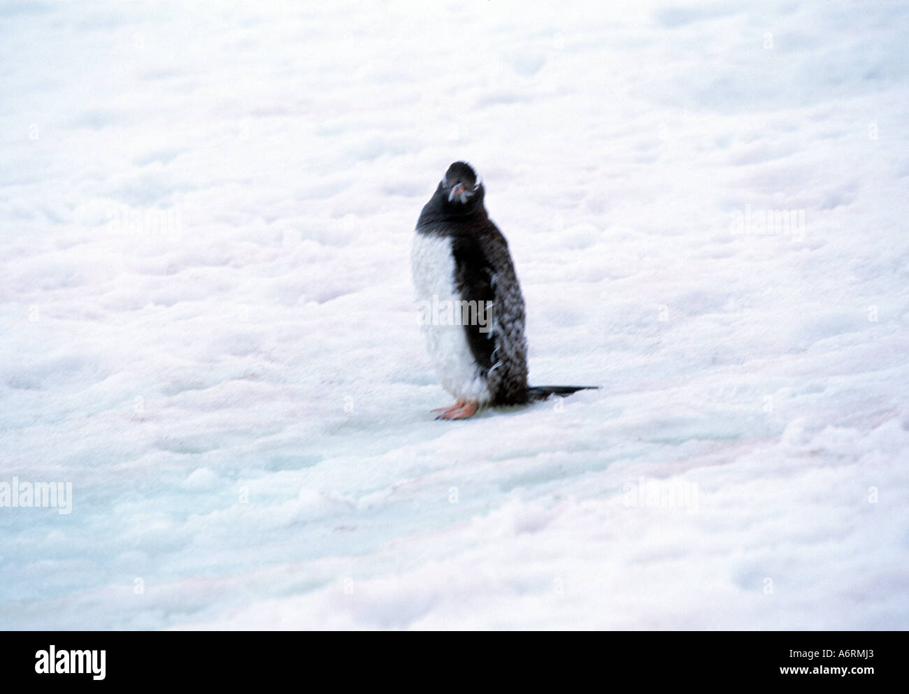 antartic, antartica, ice continent, frozen continent, southern ...