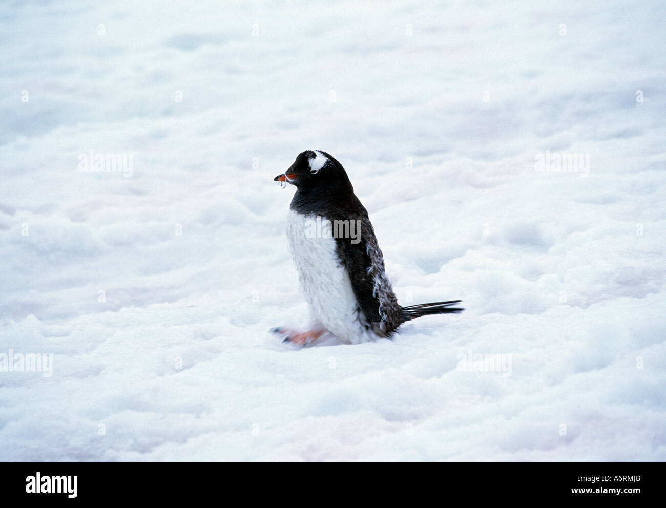Freezing Penguin