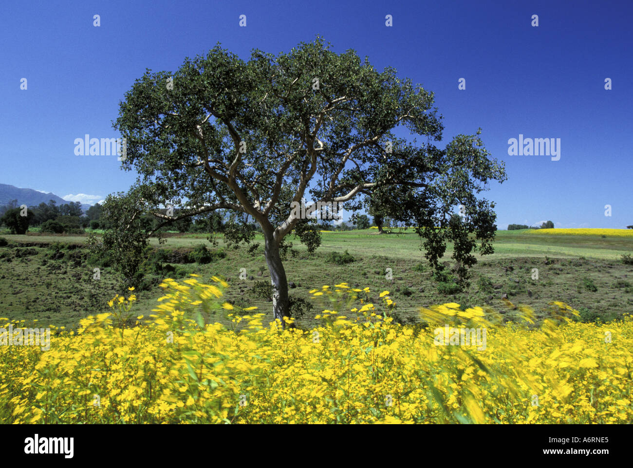 Africa, Ethiopia, Bahir Dar region. Tree and fields of yellow flowers ...