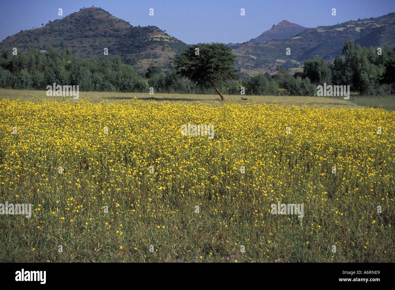 Africa, Ethiopia, Bahir Dar region. Hills, tree and fields of yellow ...