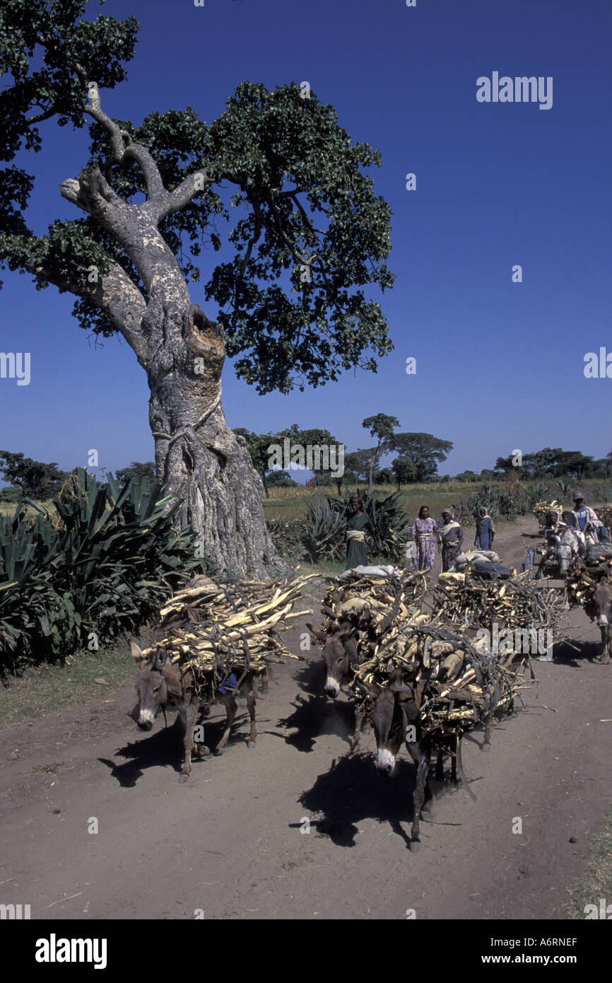 Herding donkeys hi-res stock photography and images - Alamy