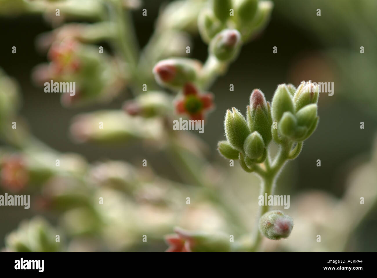Undeveloped buds hi-res stock photography and images - Alamy