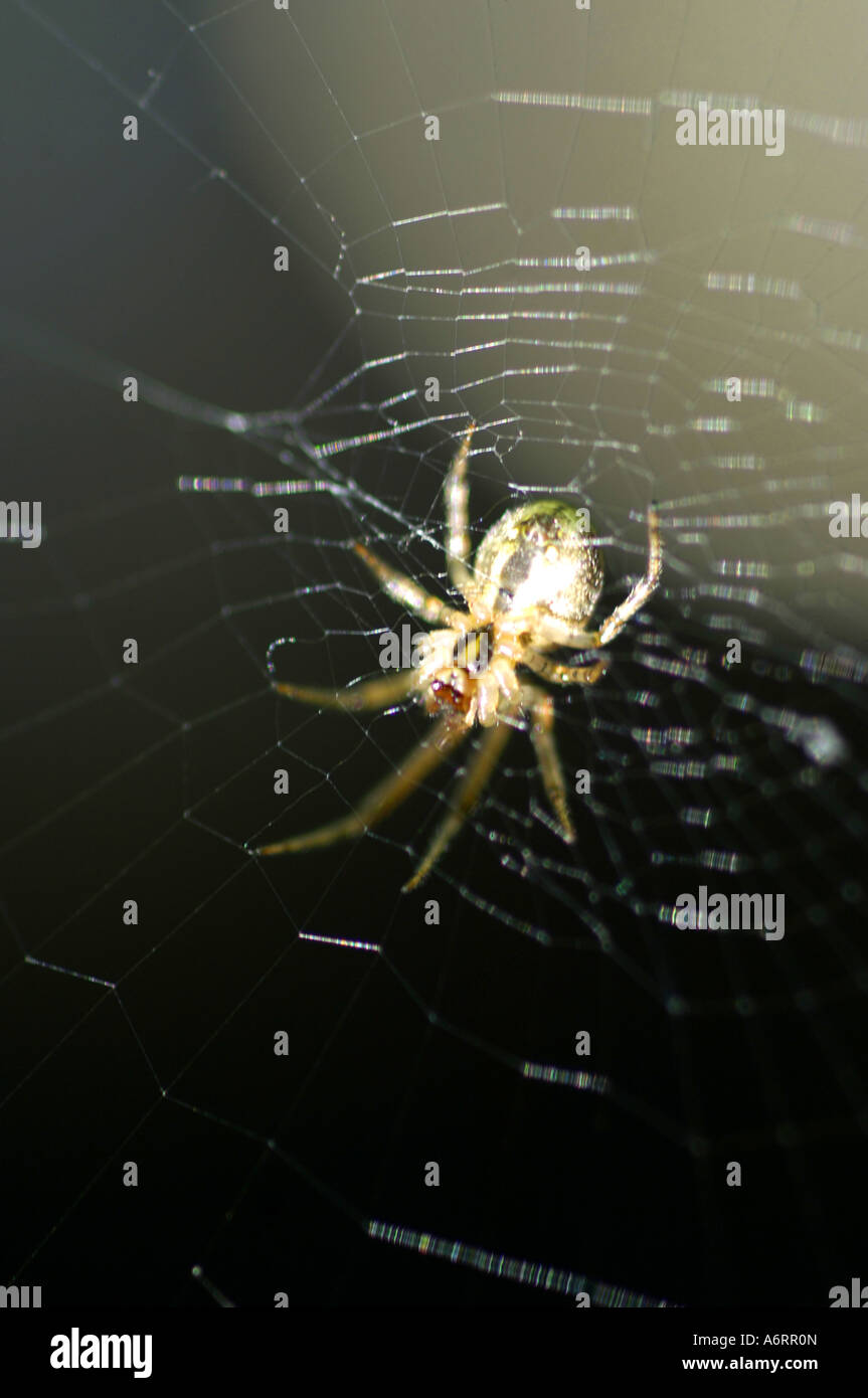 common spider predator insect black background vertical Stock Photo - Alamy