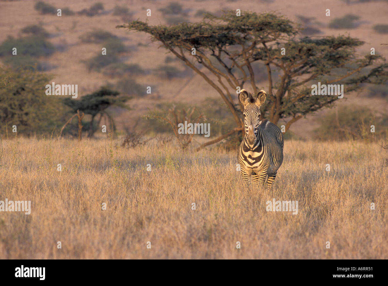 Africa, Kenya, Lewa Downs Grevy's zebra on savanna Stock Photo - Alamy