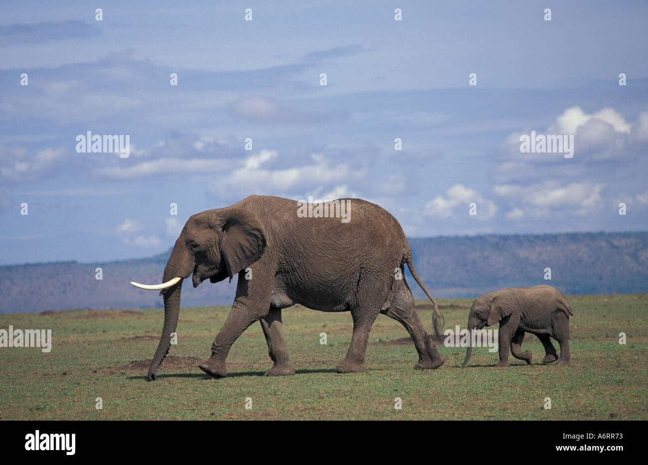 African elephant features hi-res stock photography and images - Alamy