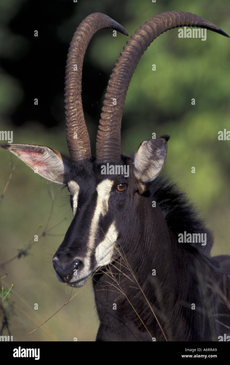 AFRICA, Kenya Shimba Hills, Mombassa Coast Sable Antelope Stock Photo ...