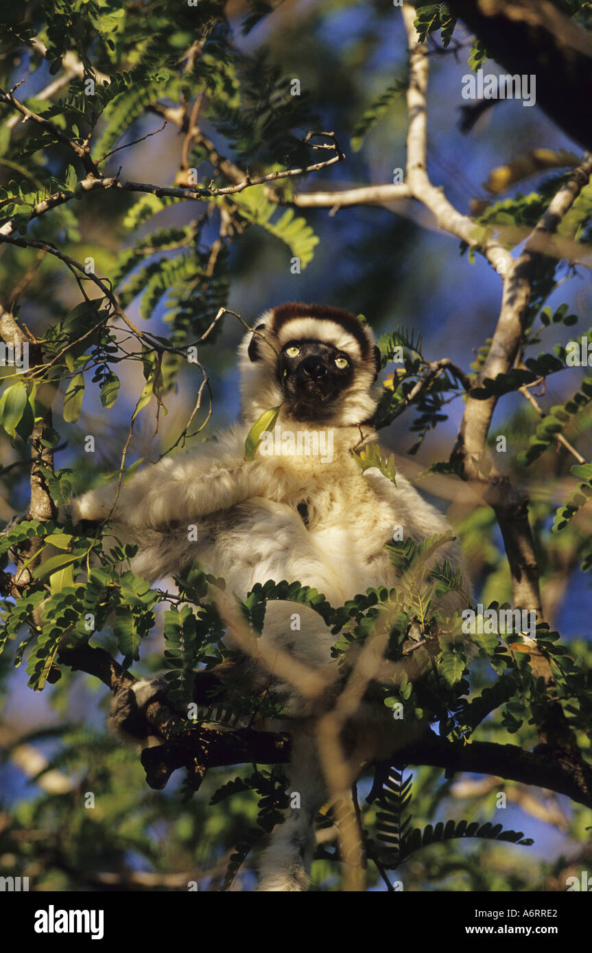 Africa, Madagascar, Reserve of Berenty. The Sifaka of Verreaux ...