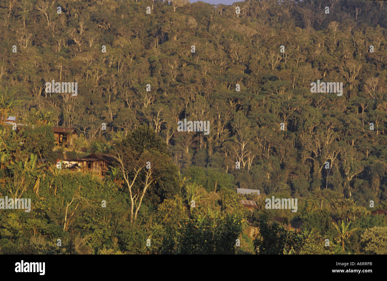 Africa, Madagascar, Andasibe Stock Photo - Alamy