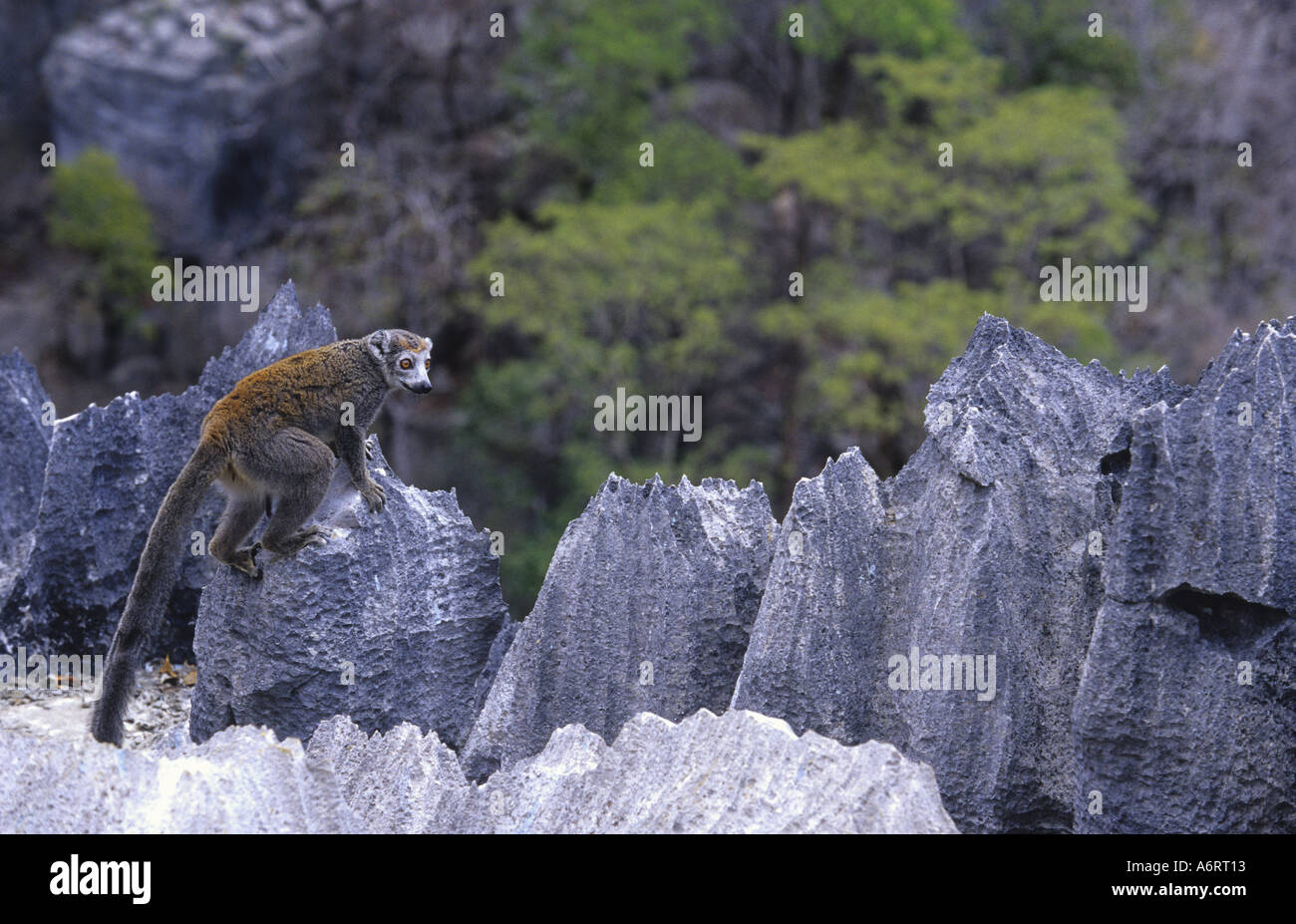 Africa, Madagascar, Reserve of Ankàrana. The Tsingy are very sharp rock ...
