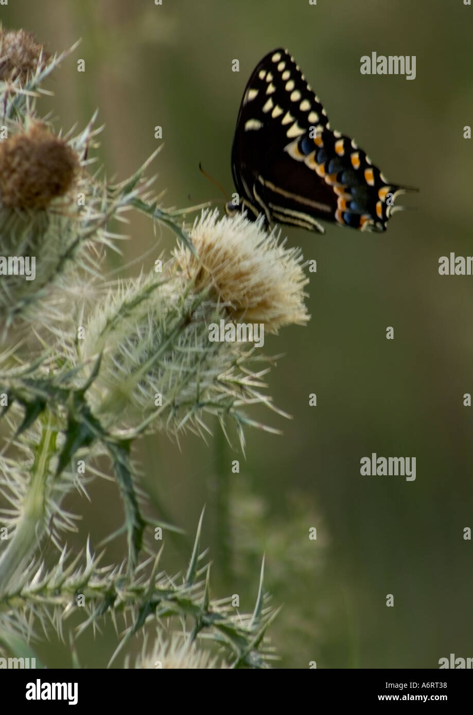 Palamedes swallowtail hi-res stock photography and images - Alamy