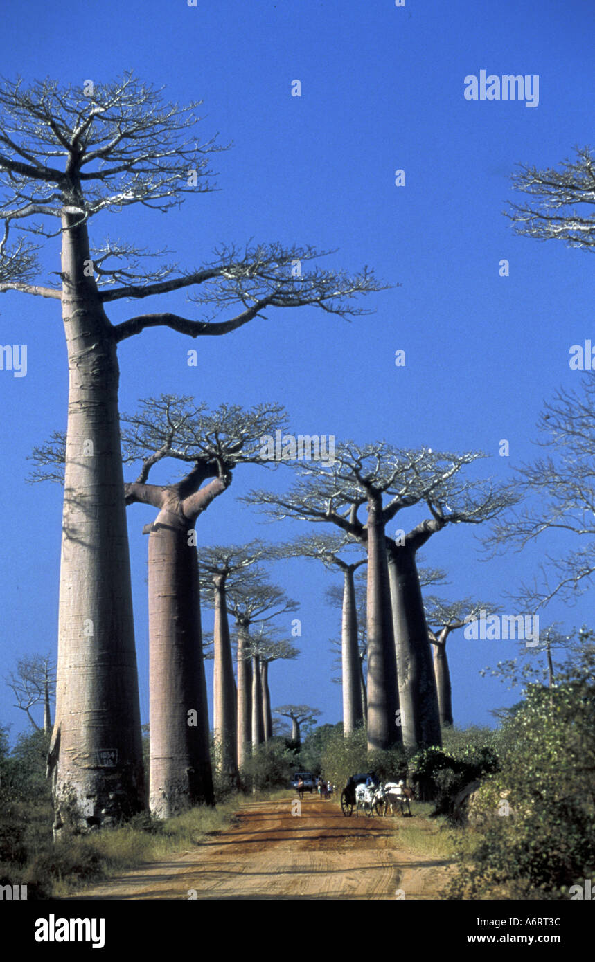 Baobob tree hi-res stock photography and images - Alamy