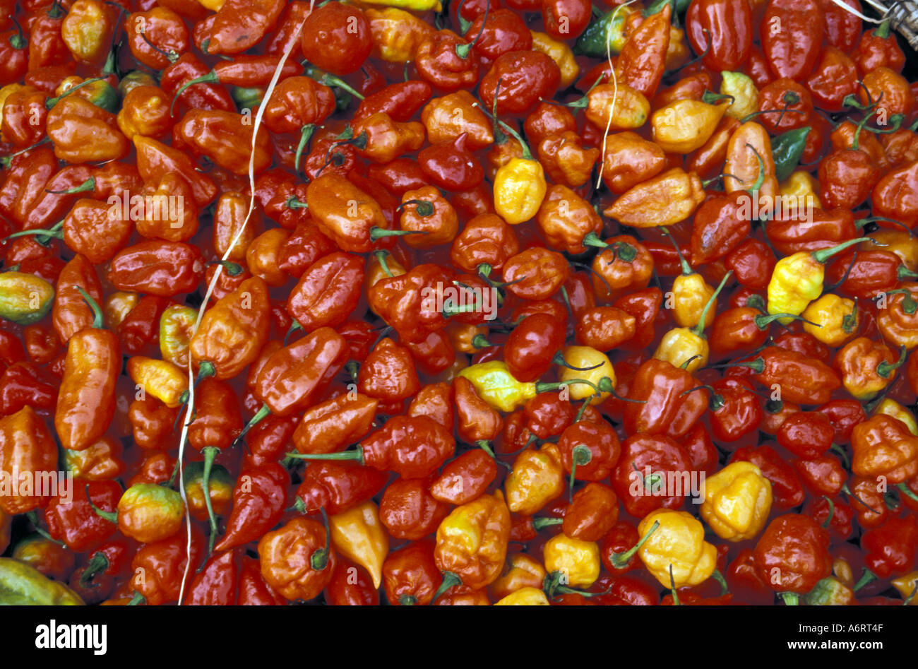 Africa, Madagascar, Hot red pepper sold at the local market Stock Photo ...