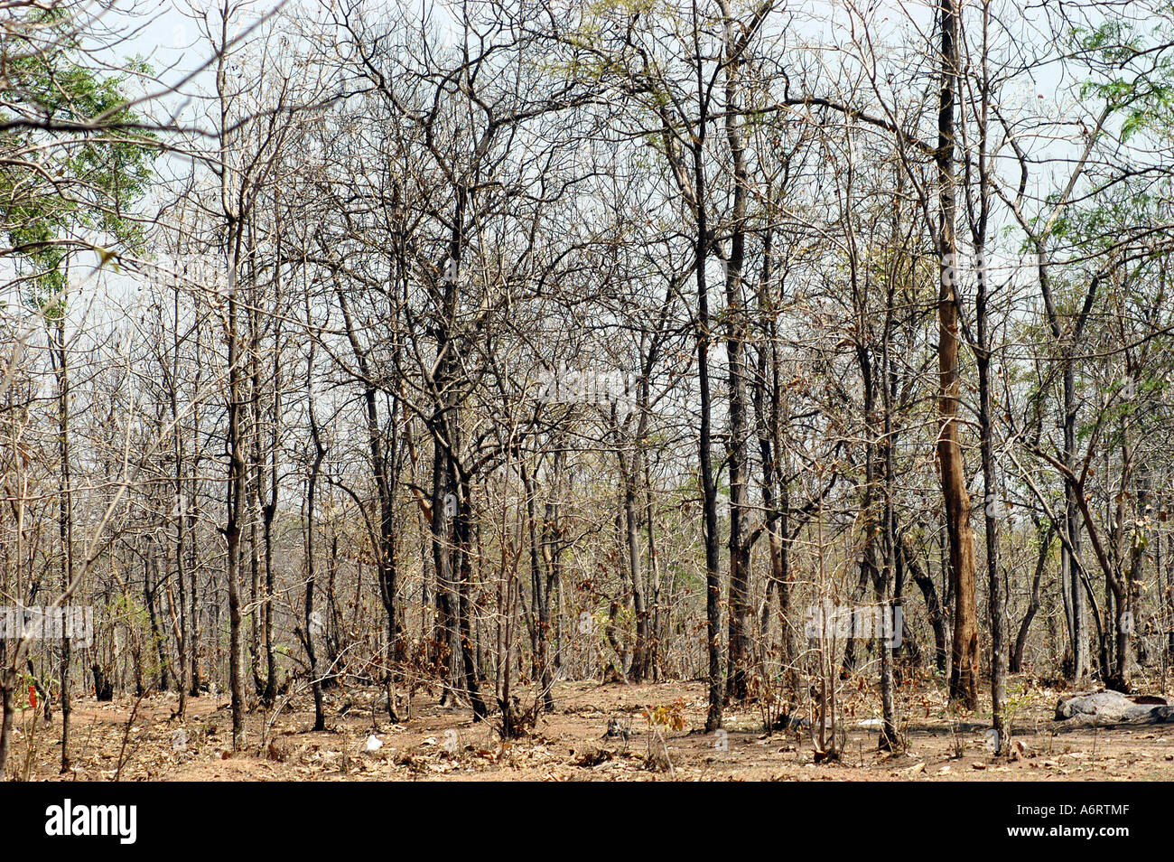 ASB77353 dry forest during summer season on the National Highway 7 near ...