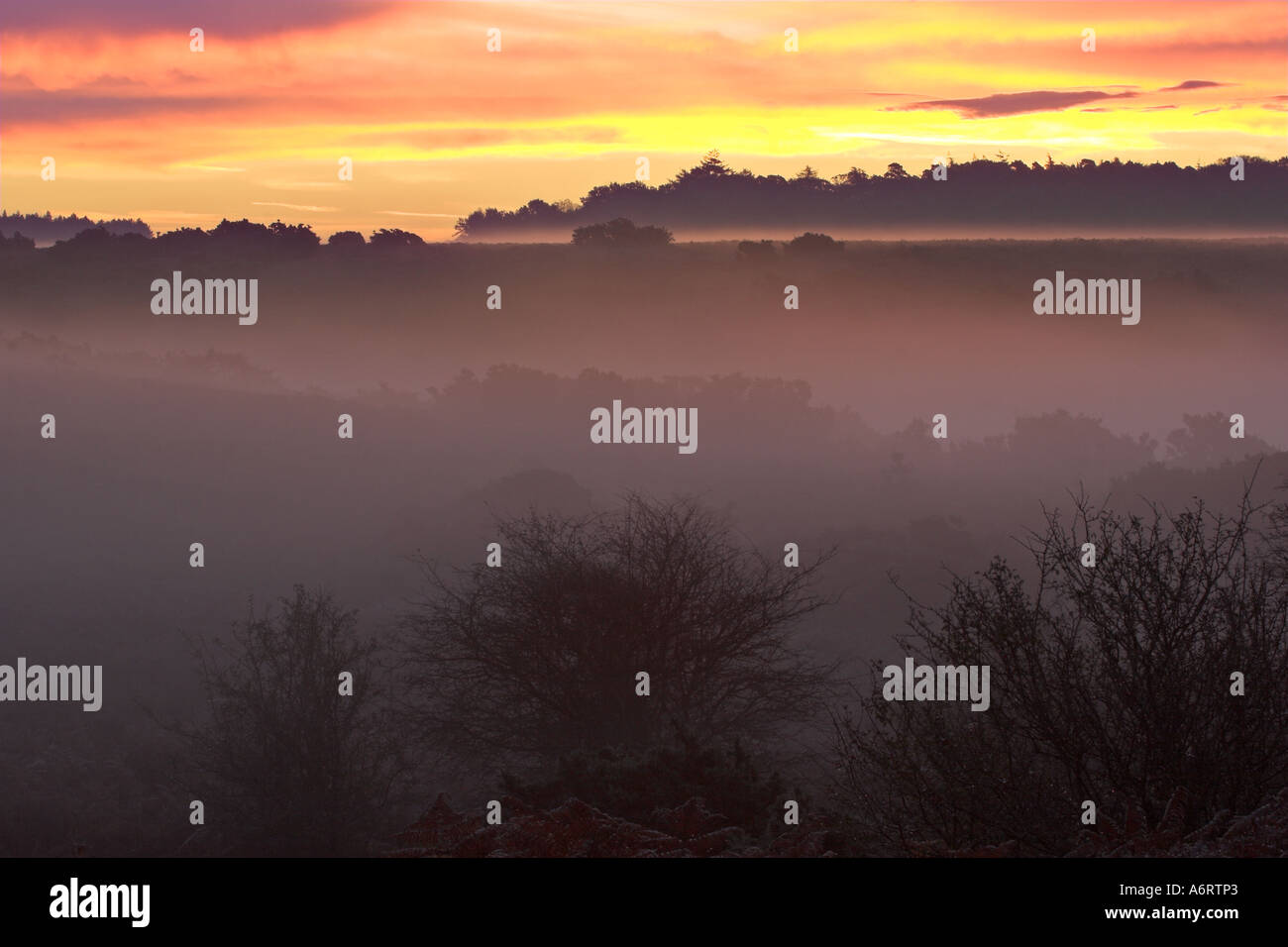 Heavy mist hangs in the valley in the New Forest at dawn. The golden ...