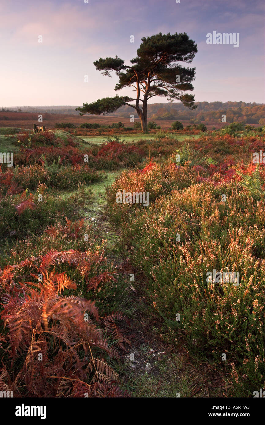 Autumn colours the landscape of the New Forest National Park. A solitary pine stands alone on ...