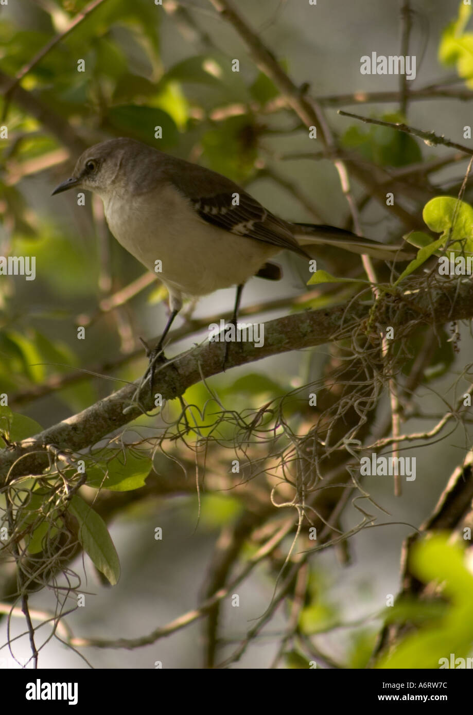 Curious northern mockingbird hi-res stock photography and images - Alamy