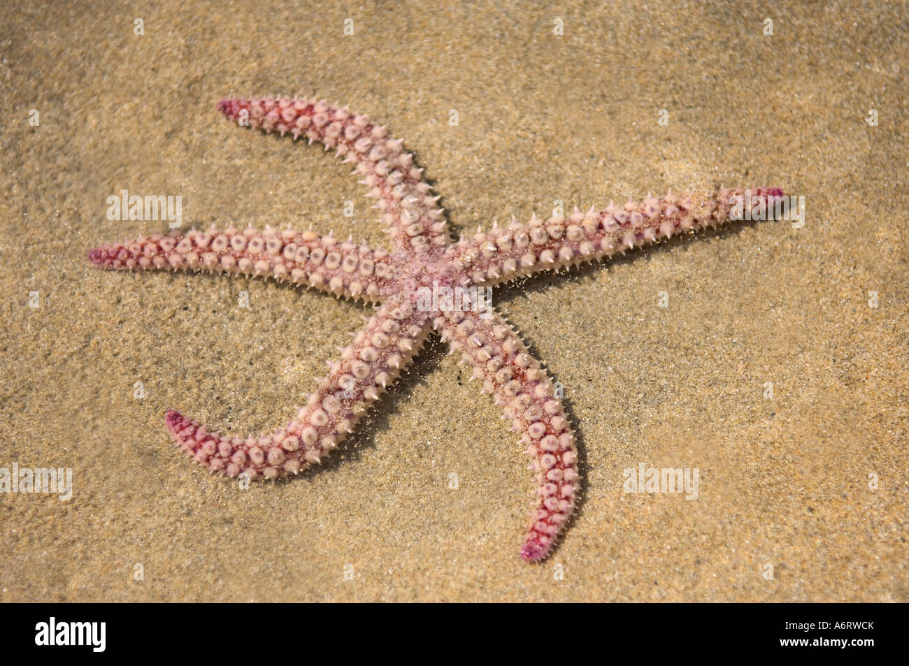 Starfish on beach stranded receding hi-res stock photography and images ...