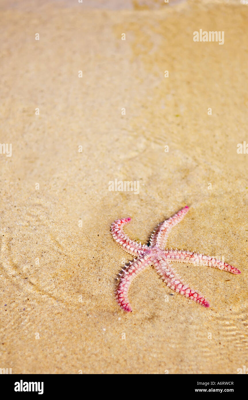 Starfish on beach stranded receding hi-res stock photography and images ...