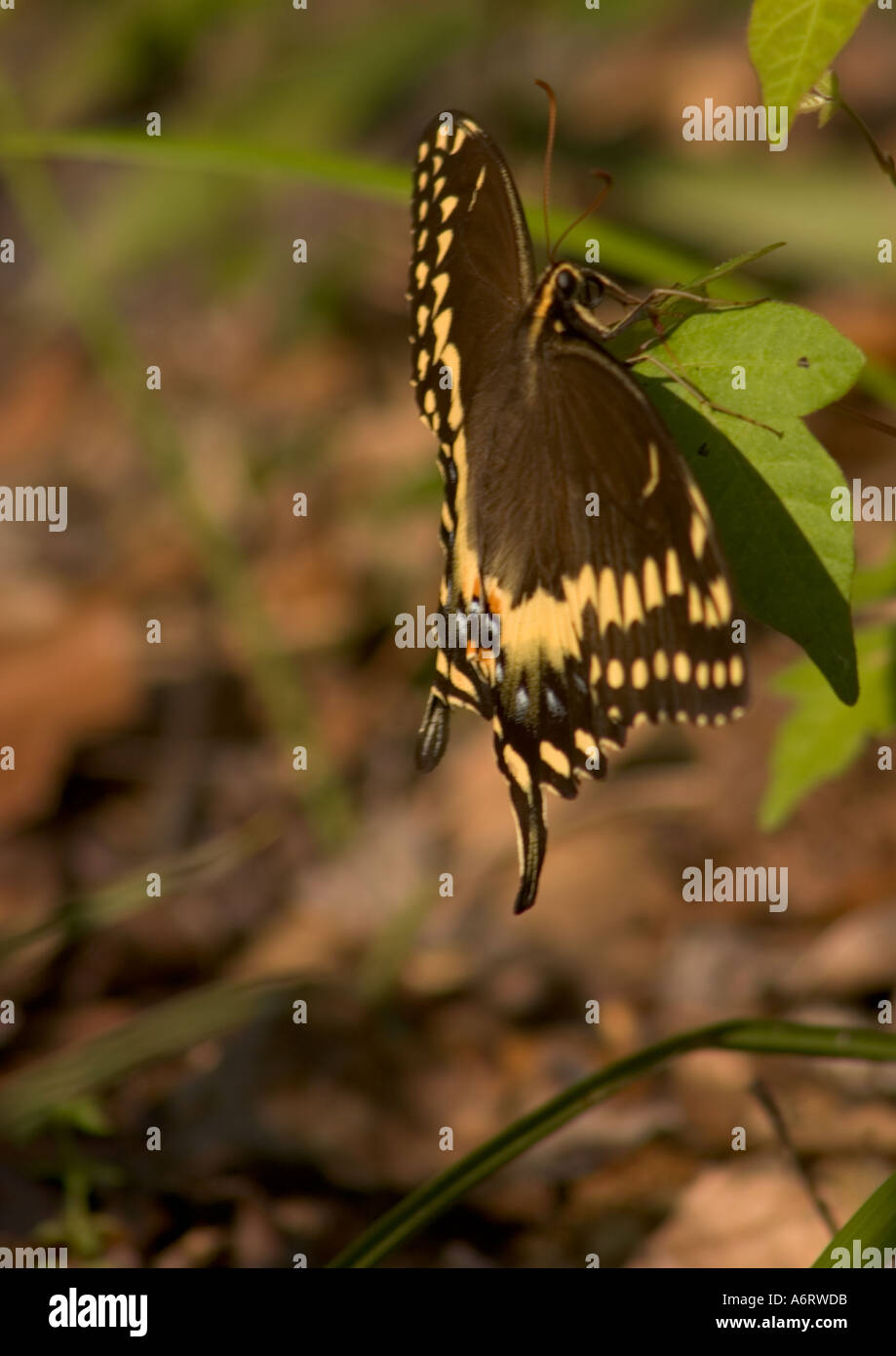 Palamedes swallowtail hi-res stock photography and images - Alamy